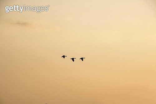 철새,새,조류 이미지 (a12047957) - 게티이미지뱅크