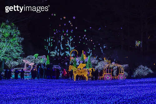 빛축제,야경,밤,조명,빛,불빛,아침고요수목원,아침고요,수목원,공원,정원,나무,숲,풍경,풍경[경치],전경,실외,가평군,경기도,한국 ...