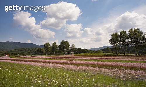 가을,뭉게구름,분홍색,가우라,꽃밭,고석정꽃밭,철원군,강원도 이미지 (a12567733) - 게티이미지뱅크