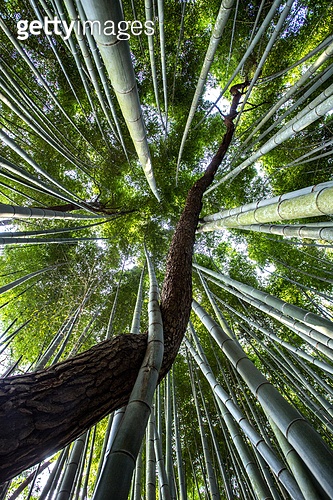 로우앵글, 1, 소나무, 둥치, 대나무, 고창읍성, 고창군, 전북 (a12604482) - 게티이미지뱅크