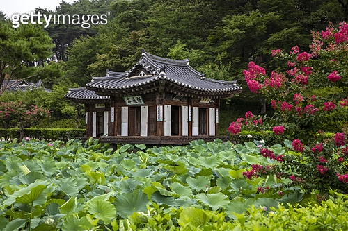 배롱꽃, 배롱나무, 연꽃, 연잎, 연못, 활래정, 선교장, 강릉시, 강원도 이미지 (a12634219) - 게티이미지뱅크
