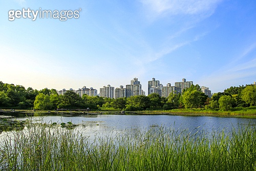 수생식물, 호수, 아파트, 일산호수공원, 일산동구, 고양시, 경기도 이미지 (a12635769) - 게티이미지뱅크