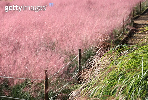 핑크뮬리, 억새, 산책로, 펜스, 올림픽공원, 송파구, 서울 (a12694769) - 게티이미지뱅크