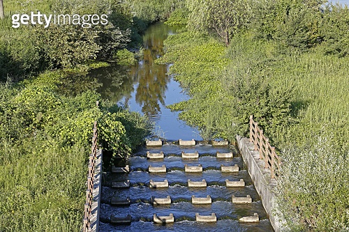 여름, 물고기, 수로, 물, 수초, 낙단보, 낙동강, 낙동리, 상주시, 경북 이미지 (a12698364) - 게티이미지뱅크