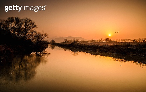 실루엣, 겨울, 일출, 나무, 3, 기러기, 비행, 연못, 화포천습지생태공원, 김해시, 경남 이미지 (a12698848 ...