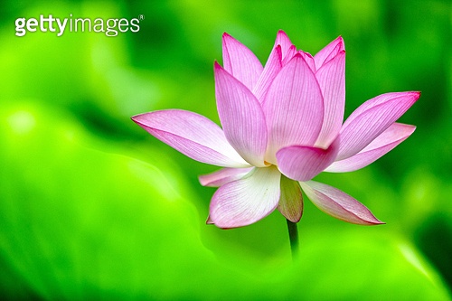 연꽃,꽃봉오리,줄기,연못,함안연꽃테마파크,가야리,함안군,경남 이미지 (a13264479) - 게티이미지뱅크