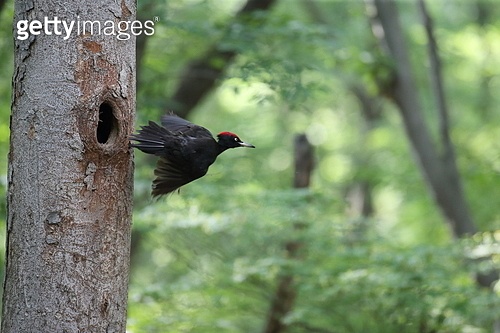 DMZ 400 무료 이미지 (jv13433716) - 게티이미지뱅크
