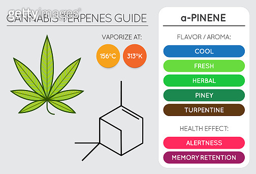 Cannabis Terpene Guide Information Chart. Aroma and Flavor with Health ...