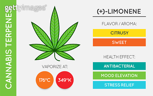 Cannabis Terpene Information Chart. Aroma and Flavor with Health ...