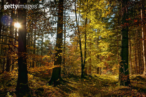 Sun-drenched clearing in the colorful autumn forest. 이미지 (1350494038 ...