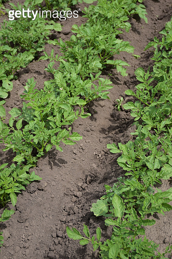Smooth rows of young potato bushes stretching into the distance. The ...