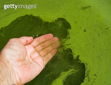 Human hand and water with layer of blue-green algae on the water ...