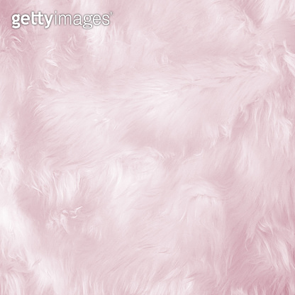 Closeup animal white wool sheep background in top view light natural ...