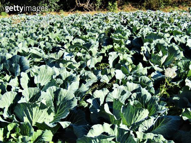 Japan. December. Cabbage field. New harvest. 이미지 (1294714709) - 게티이미지뱅크