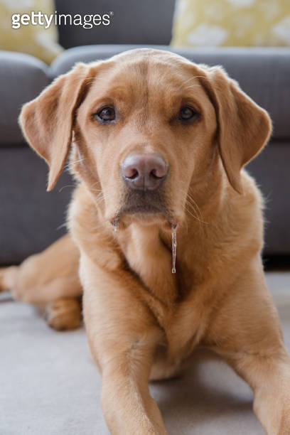 A Labrador retriever dog drooling with saliva dangling from its mouth ...