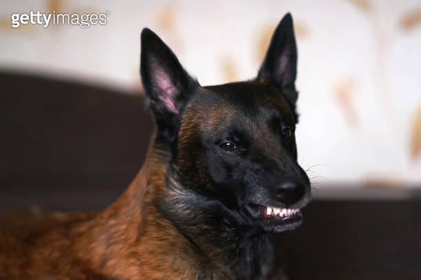 The portrait of an angry Belgian Shepherd dog Malinois grinning its ...