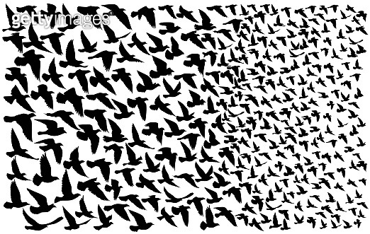 Flying birds silhouettes on isolated background. Vector illustration ...