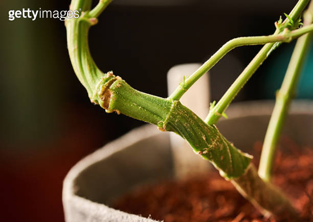 Shot of a cannabis plant being grown using a mainlining technique ...