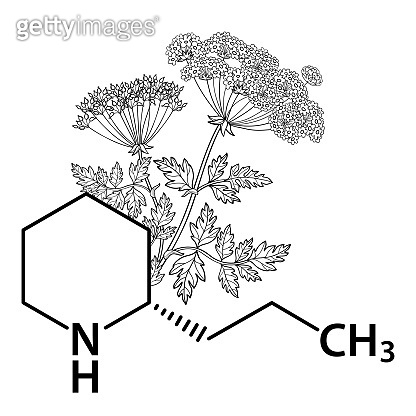 Outline Coniine chemical formula of Conium maculatum or poison Hemlock ...