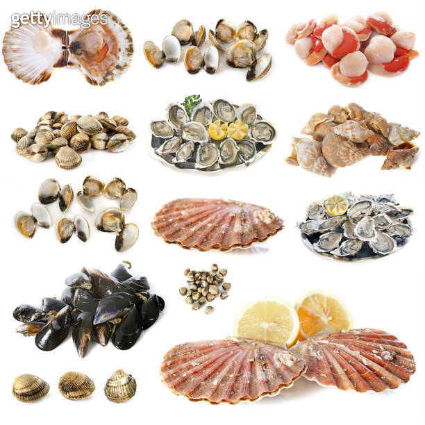 many shellfish 이미지 (1305244860) - 게티이미지뱅크