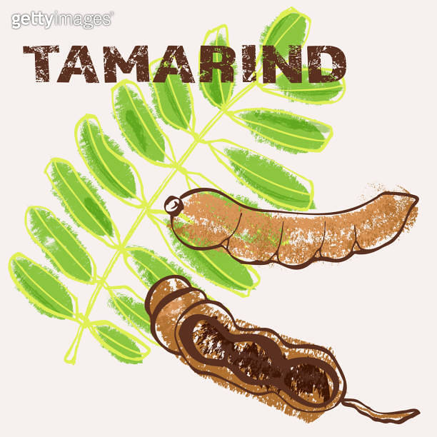 Tamarind line art and color hand-drawn vector illustration. Rough ...