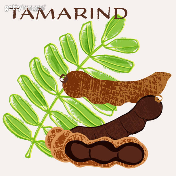 Tamarind pods vector illustration. Colorful textured modern design. 이미지 ...