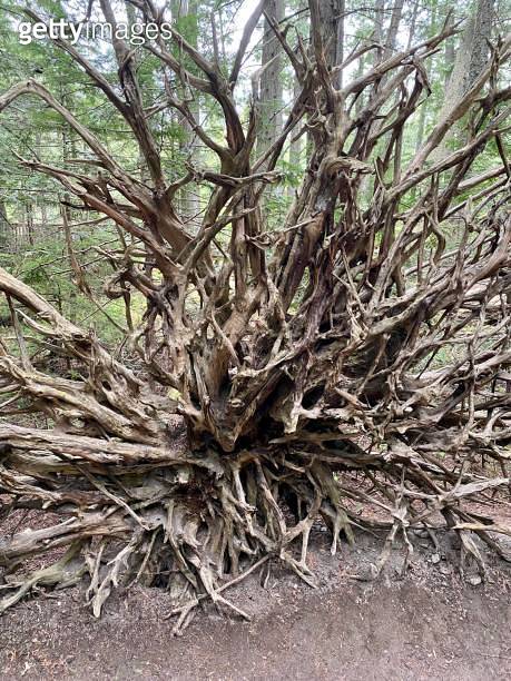 Root Structure of Cedar Tree, Glacier National Park, Montana, USA 이미지 ...