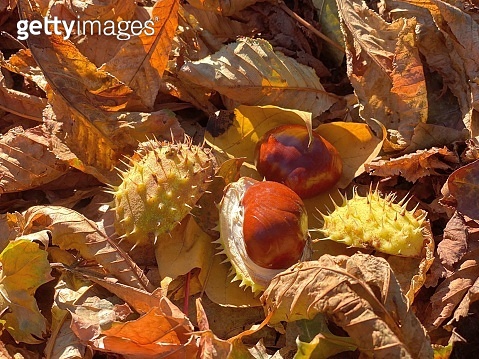 Chestnuts in dry autumn foliage. Horse Chestnut tree Aesculus ...