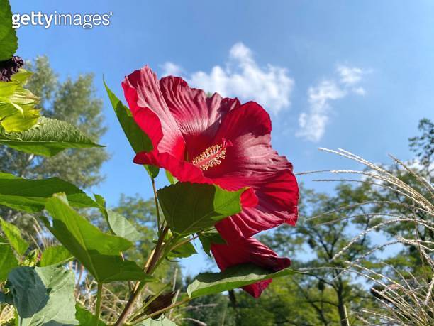 HIBISCUS flower against blue sunny sky. Hibiscus moscheutos Luna ...