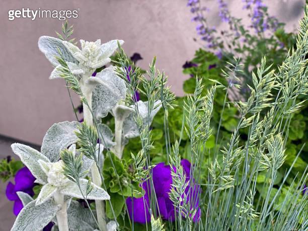 Beautiful herbs Lamb's Ear Stachys Byzantina evergreen perennial plant ...