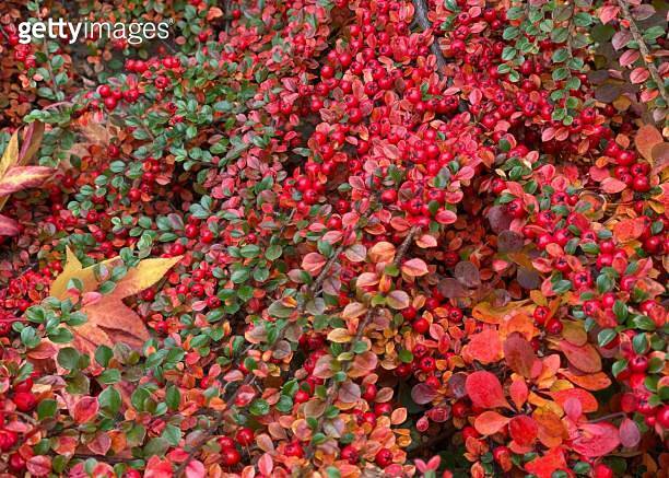 Autumn bright colors in park decorative evergreen shrub Cotoneaster ...