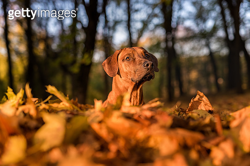 Rhodesian Ridgeback Dog is Lying on the ground. Falling Autumn Leaves ...