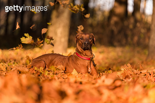 Rhodesian Ridgeback Dog is Lying on the ground. Falling Autumn Leaves ...