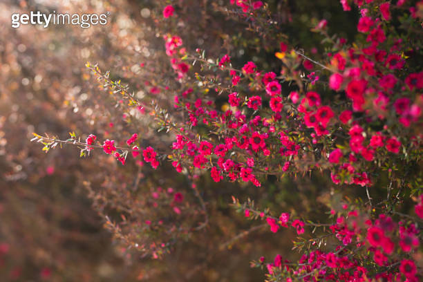 Beautiful small pink flowers of Manuka tree close up. Native New ...