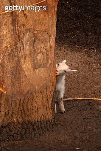 white young goat eating tree bark in the countryside (1313072825) - 게티이미지뱅크