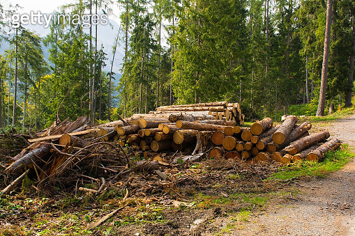 Logging in North East Italy 이미지 (1353834543) - 게티이미지뱅크