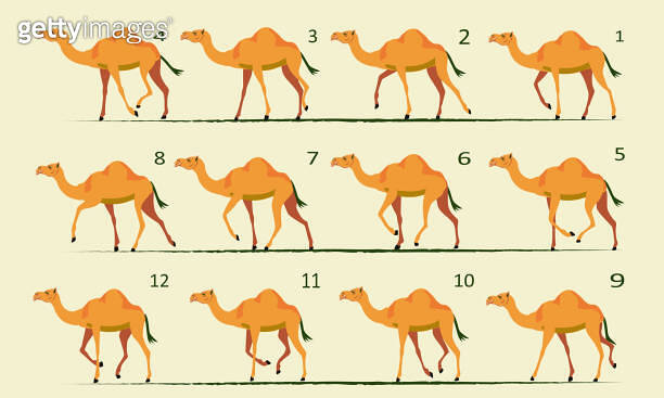 Camel animation. Walk cycle. Gait, twelve key positions. (1350060934 ...