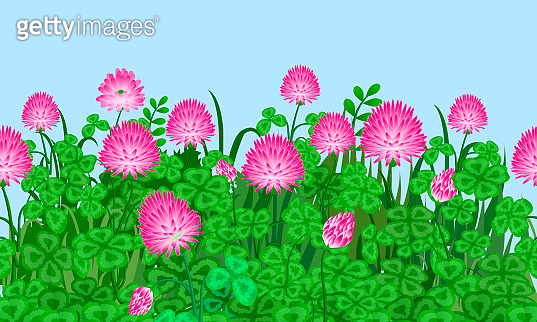 Clover grass and clover flowers. Symbol of good luck. Background ...