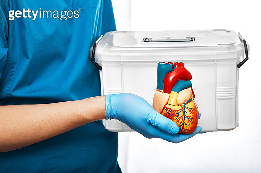 Cardiac surgeon with organ transport and anatomical model of the human ...