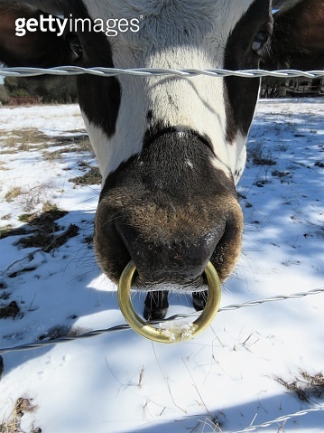 Longhorn Bull Snout in Texas Snow (1303063474) - 게티이미지뱅크
