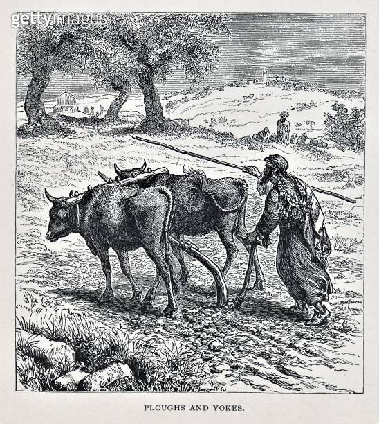 Farmer Plows Field in Ancient Middle East 이미지 (1297694194) - 게티이미지뱅크