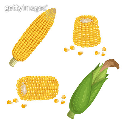 Sweet corn set. Cartoon style. Corn cobs, cuts of corn and seeds ...
