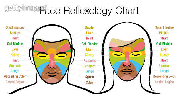 Face reflexology chart, woman and man. Acupressure and physiotherapy ...