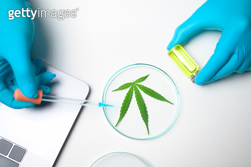 Top view of a cannabis sativa leaf in experiment laboratory , hemp ...