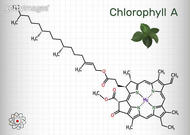 Chlorophyll A, chlorophyll molecule. It is photosynthetic pigment used ...