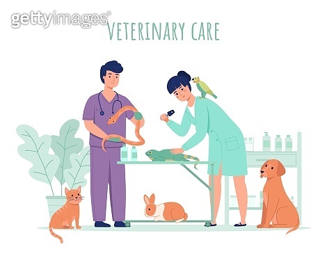 Vet doctor with animals. Veterinarians work process, pets examination ...