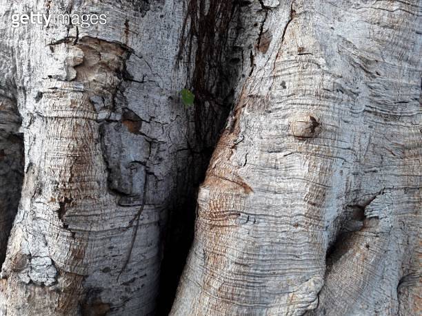 The bark of an old banyan tree. Texture closeup (1300460042) - 게티이미지뱅크