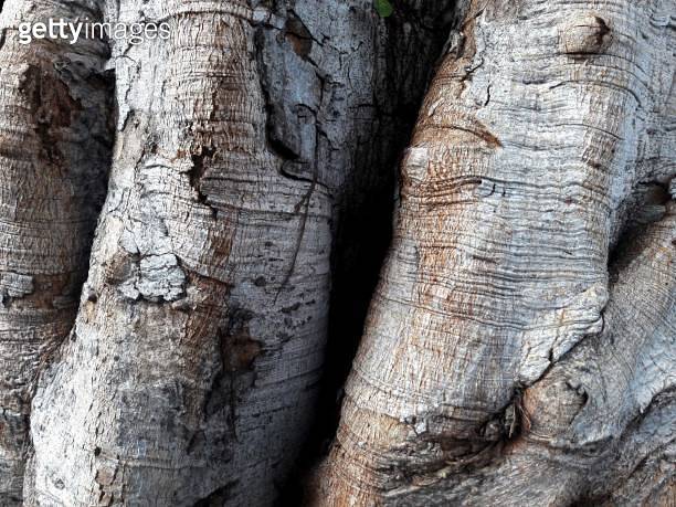 The bark of an old banyan tree. Texture closeup (1300460041) - 게티이미지뱅크