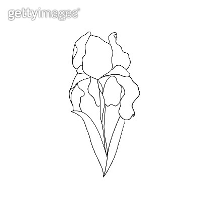 Abstract one line iris flower logo. Simple floral drawing minimalist ...