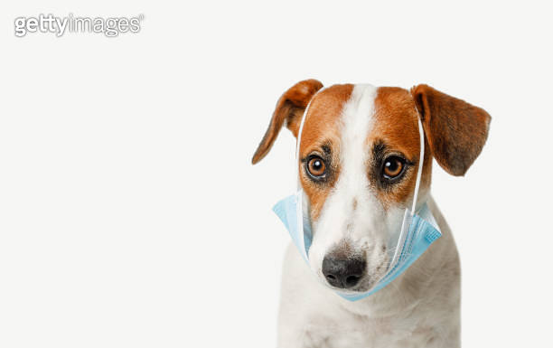 Jack russell terrier dog wearing medical face mask (1296785715) - 게티이미지뱅크